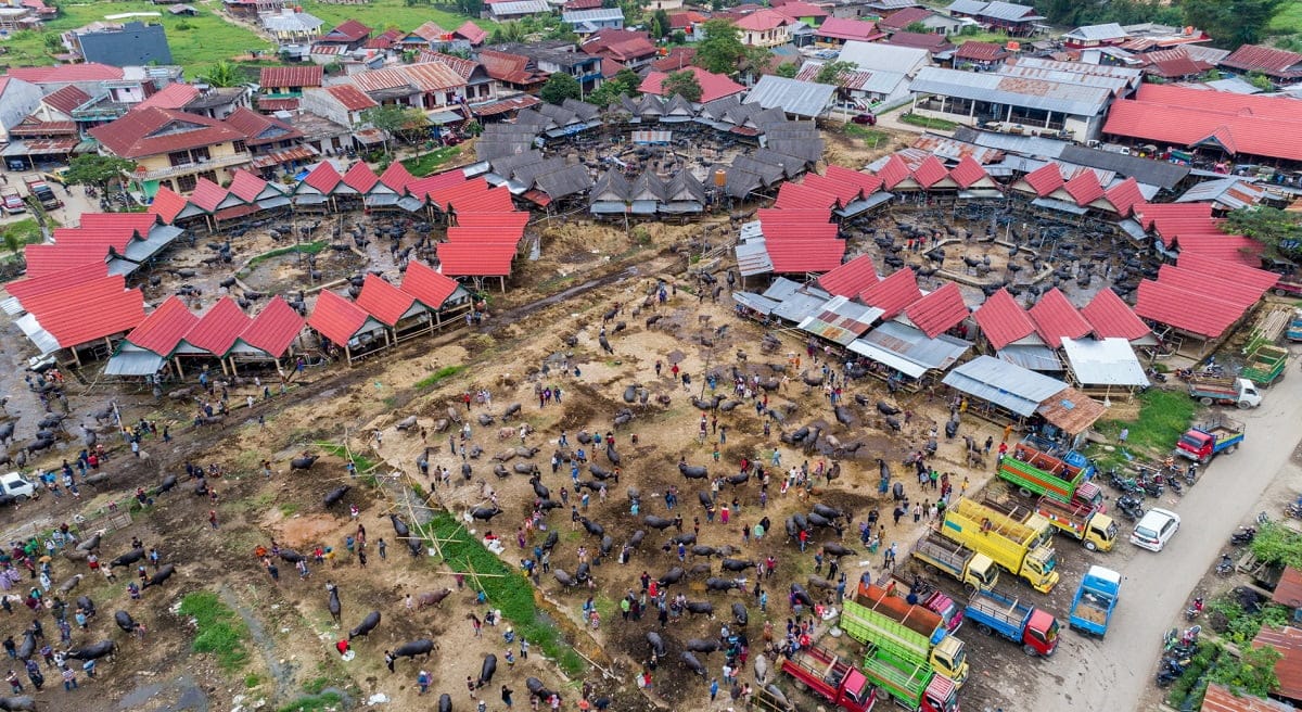 Bolu Market day Event Schedule - Calendar of Events Toraja
